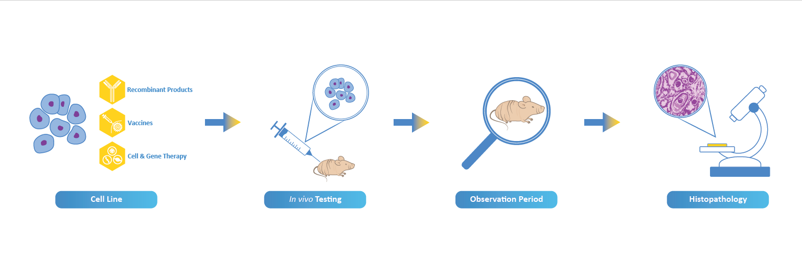 In Vivo Tumorigenicity & Oncogenicity Studies - ViruSure - Cell lines